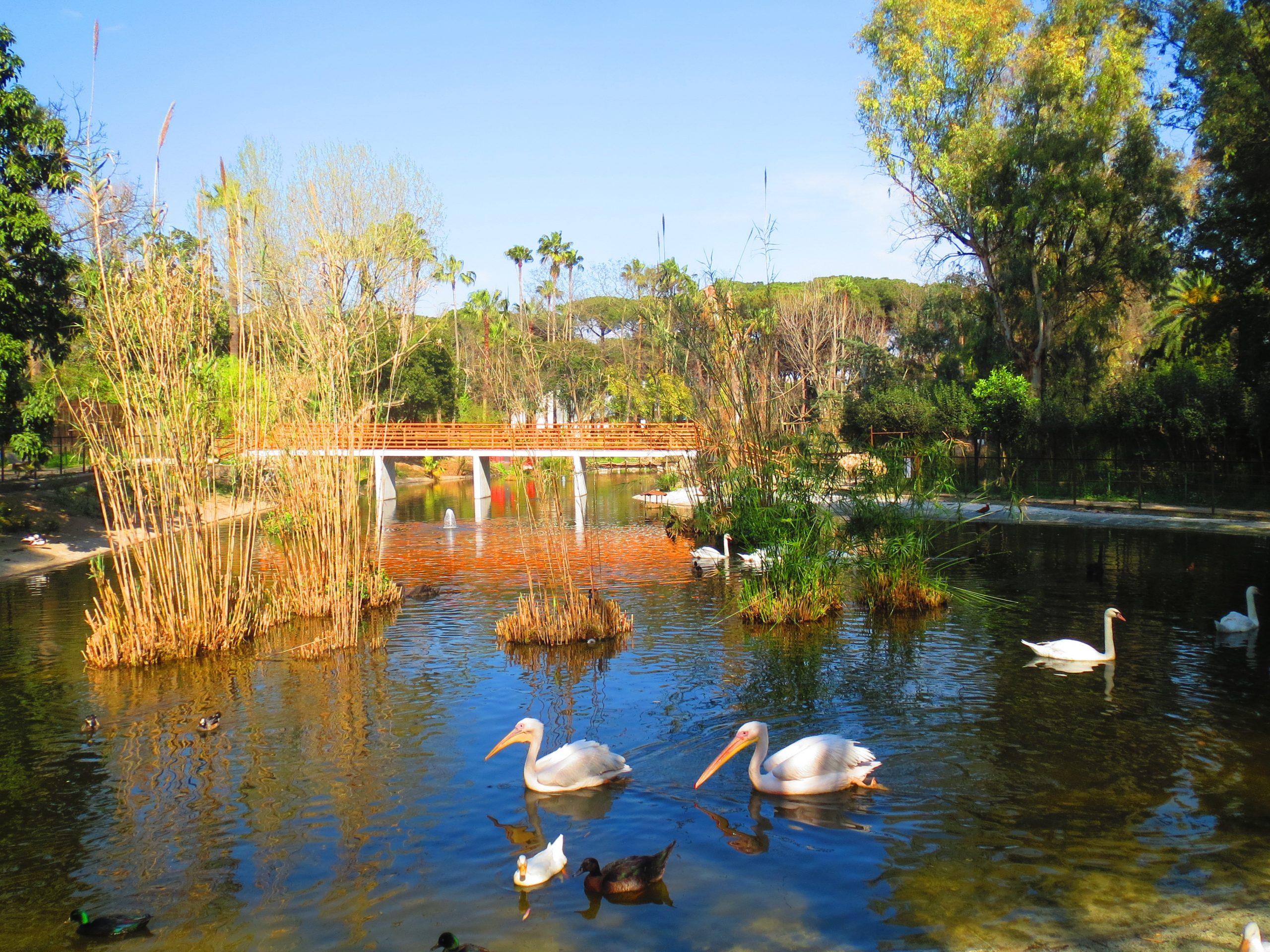 Allo Zoo di Napoli lo spettacolo del Foliage autunnale - Napolitan.it